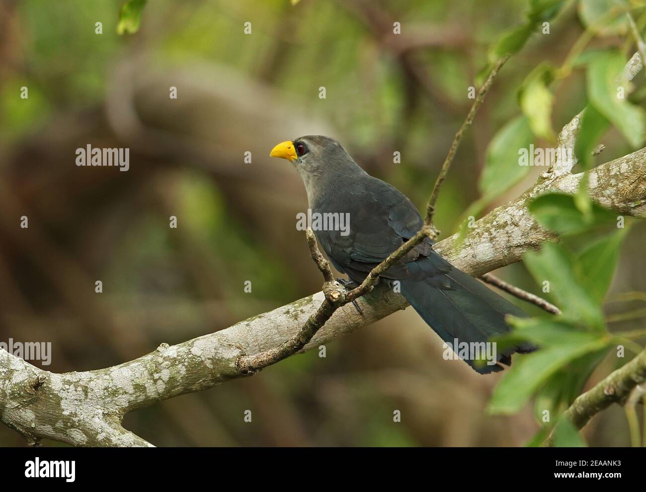 Whistling yellowbill hi-res stock photography and images - Alamy