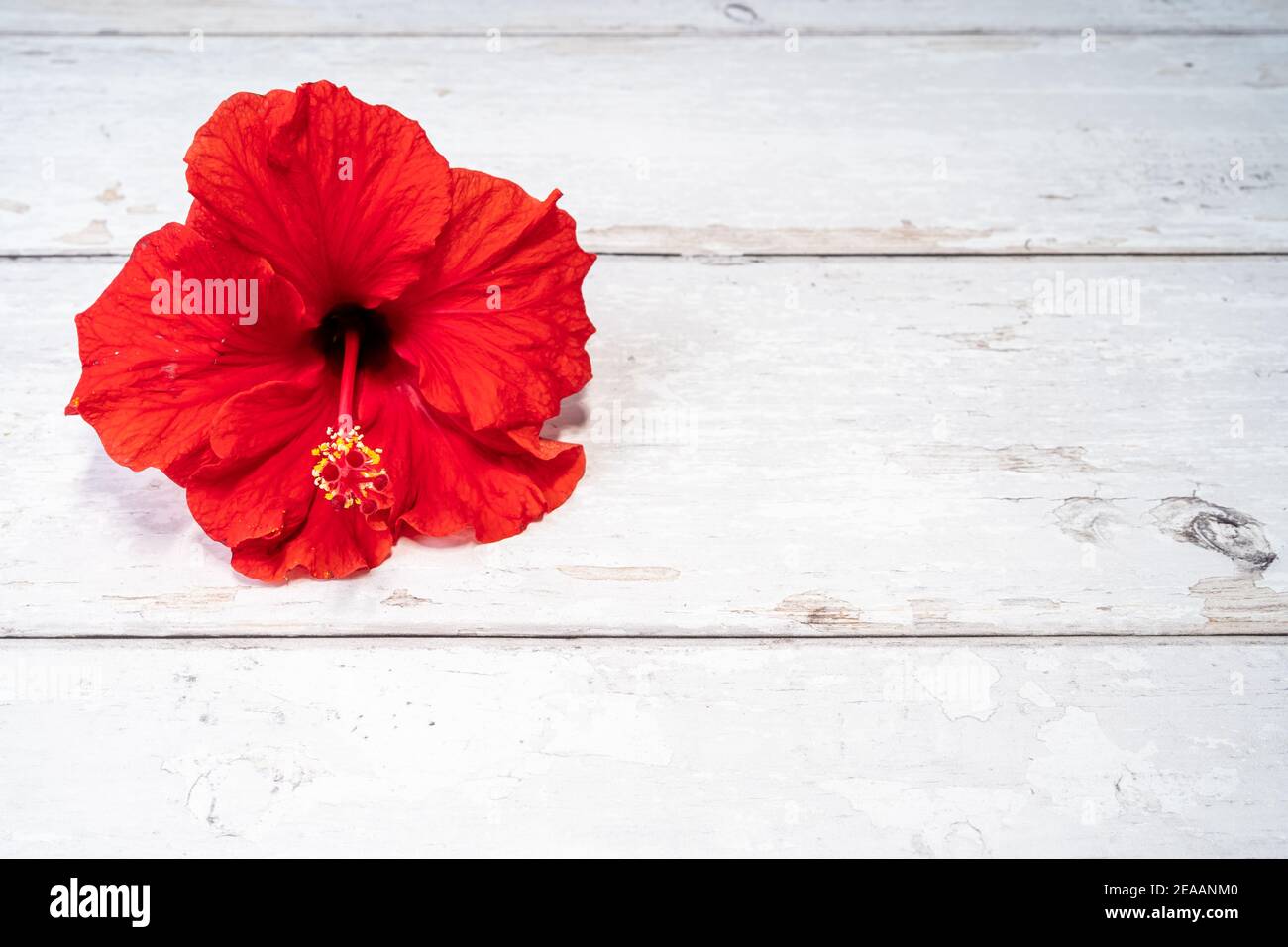 Isolated red hibiscus flower on white wooden background. top view with ...