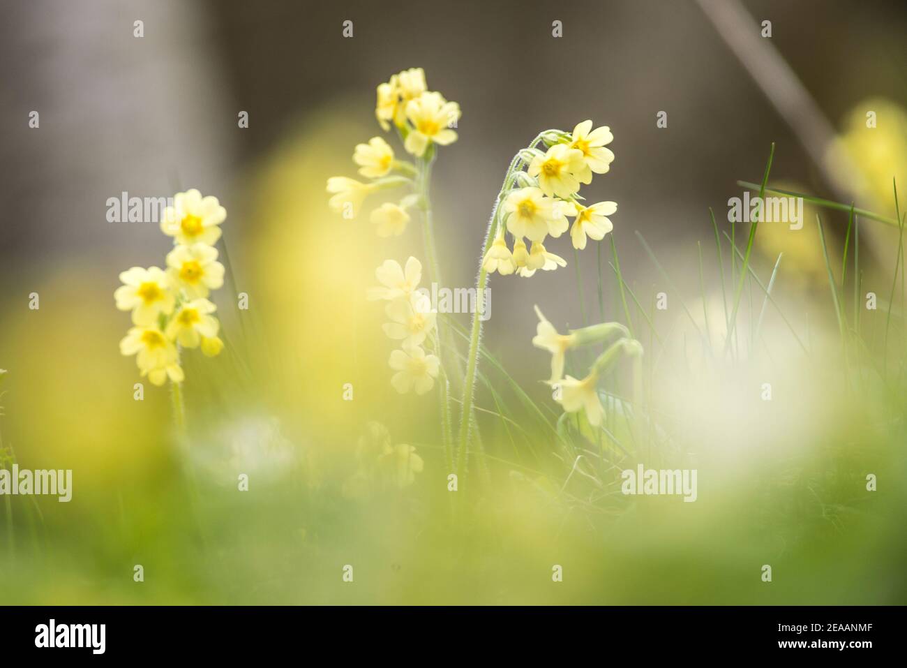 Cowslips High Resolution Stock Photography and Images - Alamy