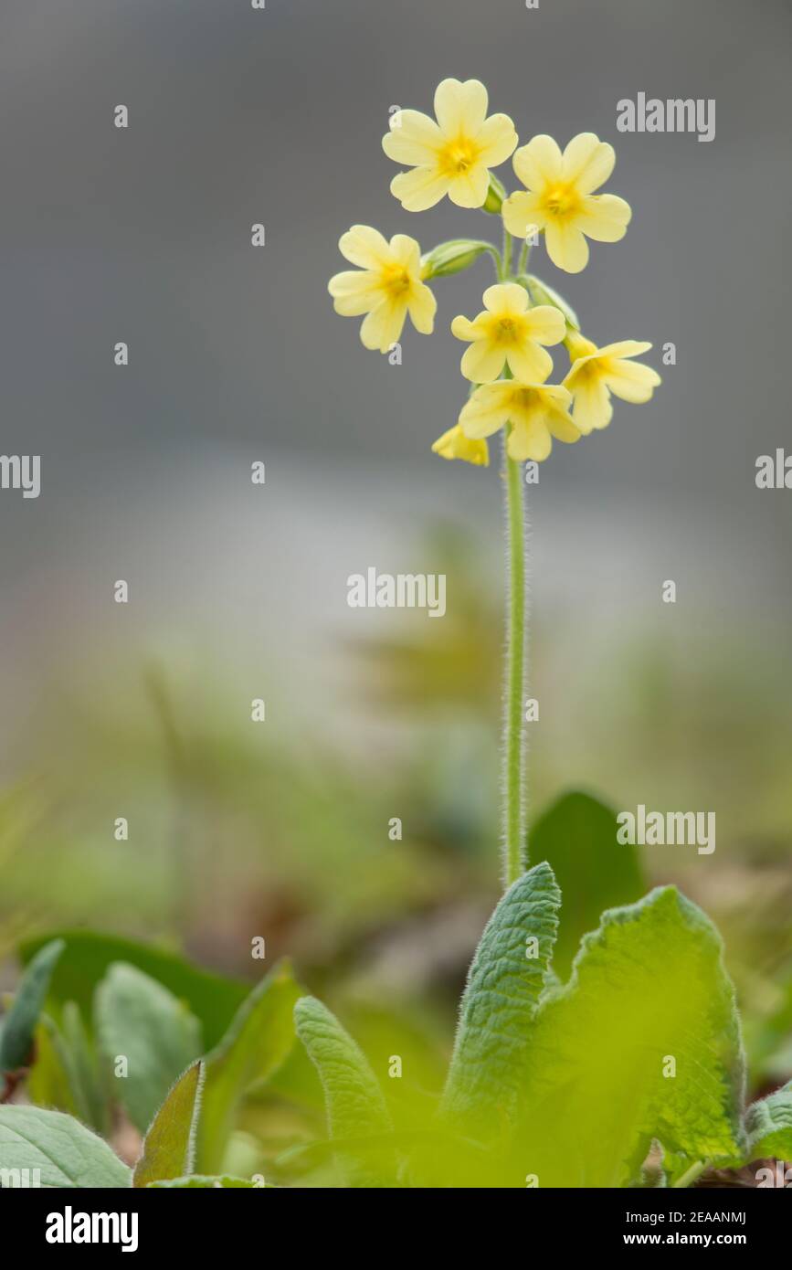 Cowslips hi-res stock photography and images - Alamy