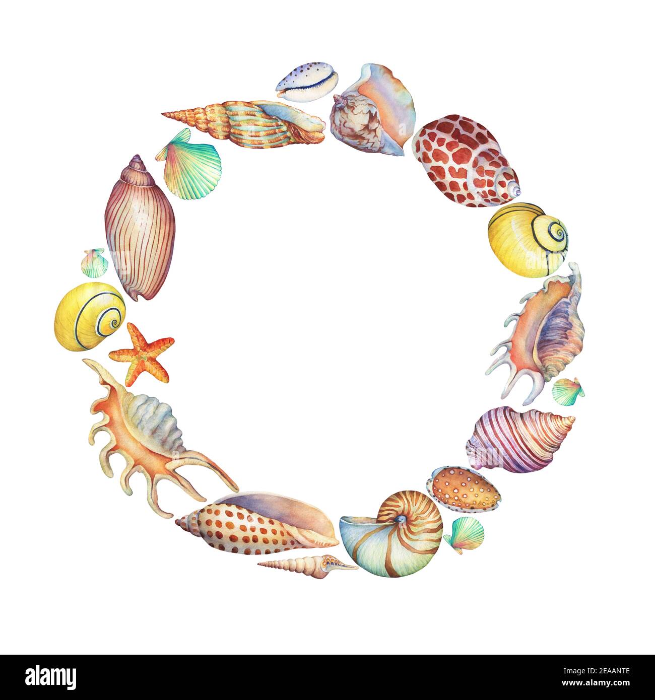 Round frame of sea shells. Hand drawn watercolor painting on white ...