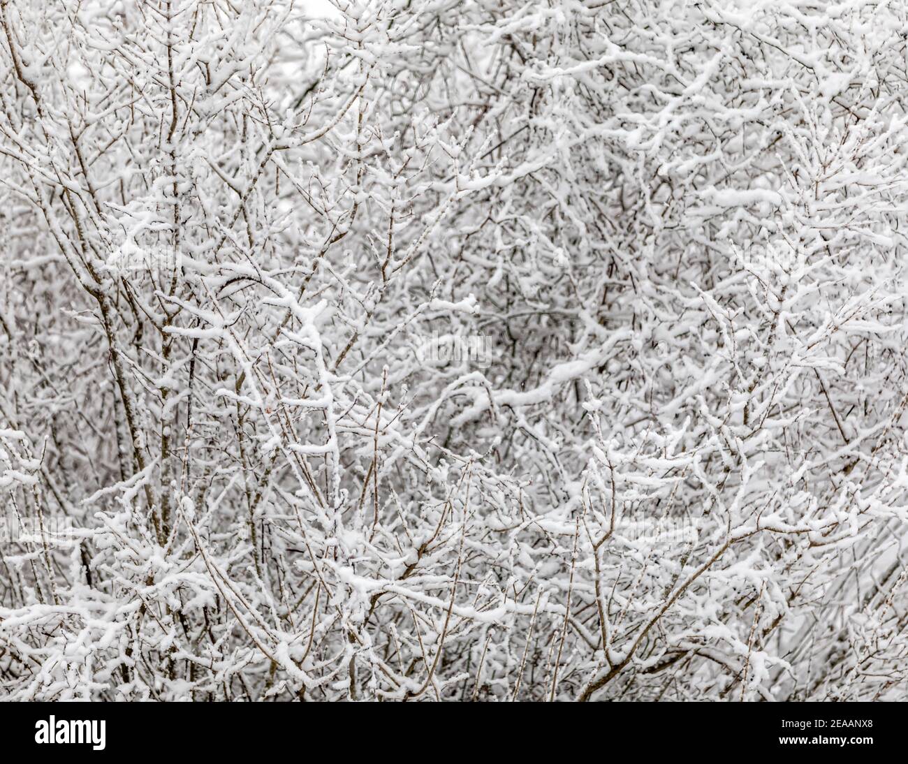 Snow ice on branches hi-res stock photography and images - Alamy