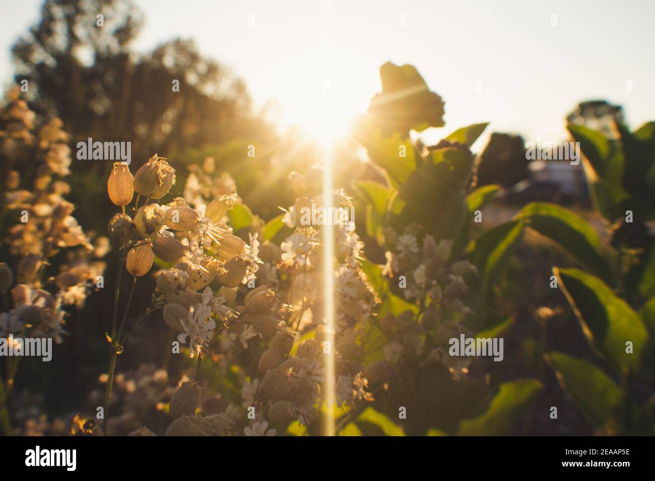 Iso 100 f5 hi-res stock photography and images - Alamy
