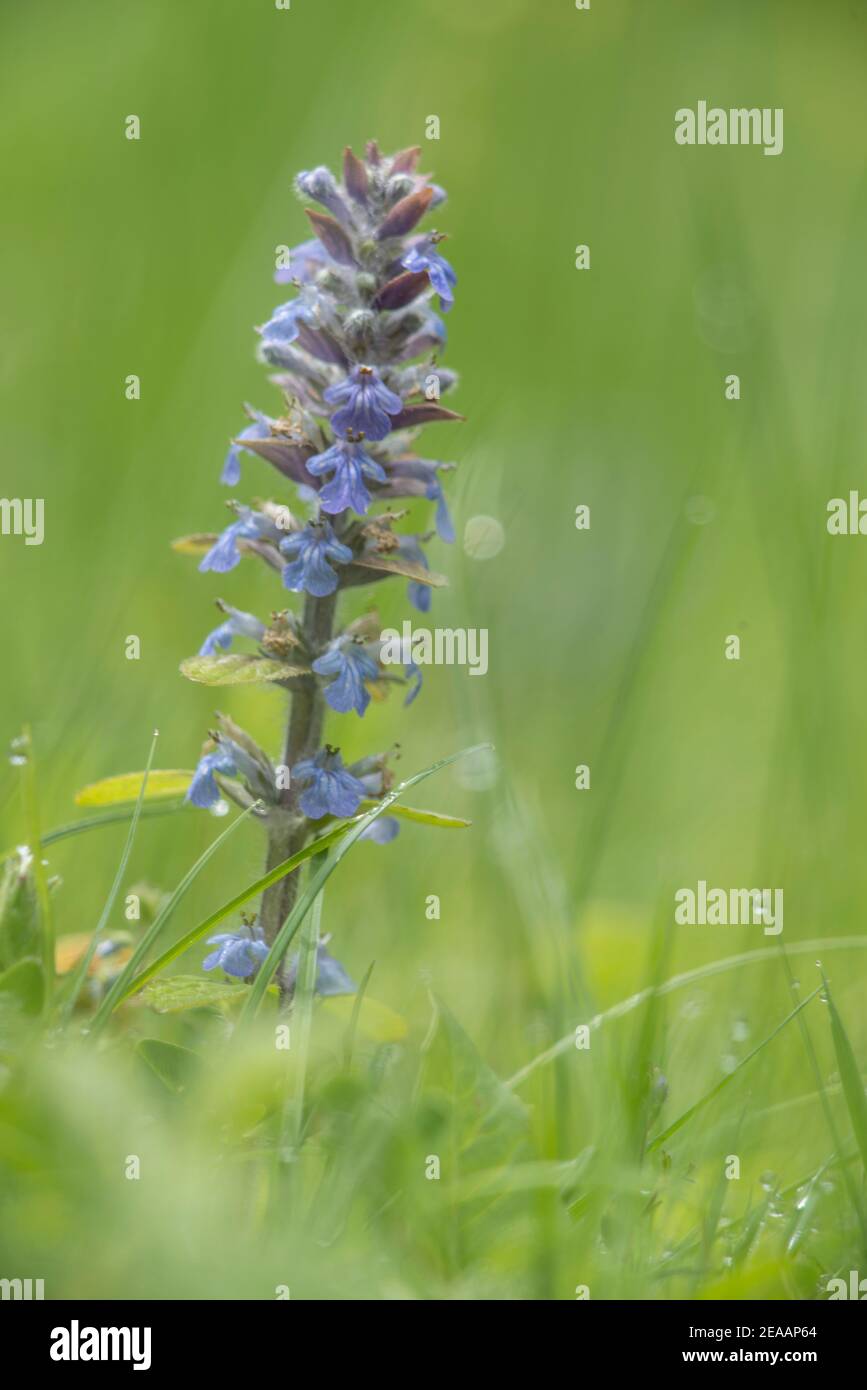 Creeping Gunsel in the grass Stock Photo - Alamy