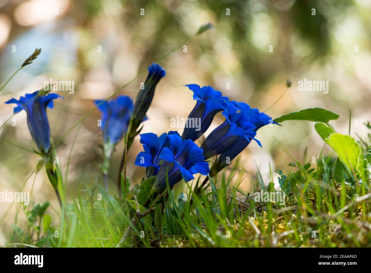 Blue gentian hi-res stock photography and images - Alamy