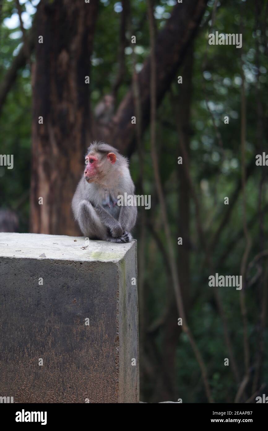 Cute small adorable macaque monkey in the zoo Stock Photo - Alamy