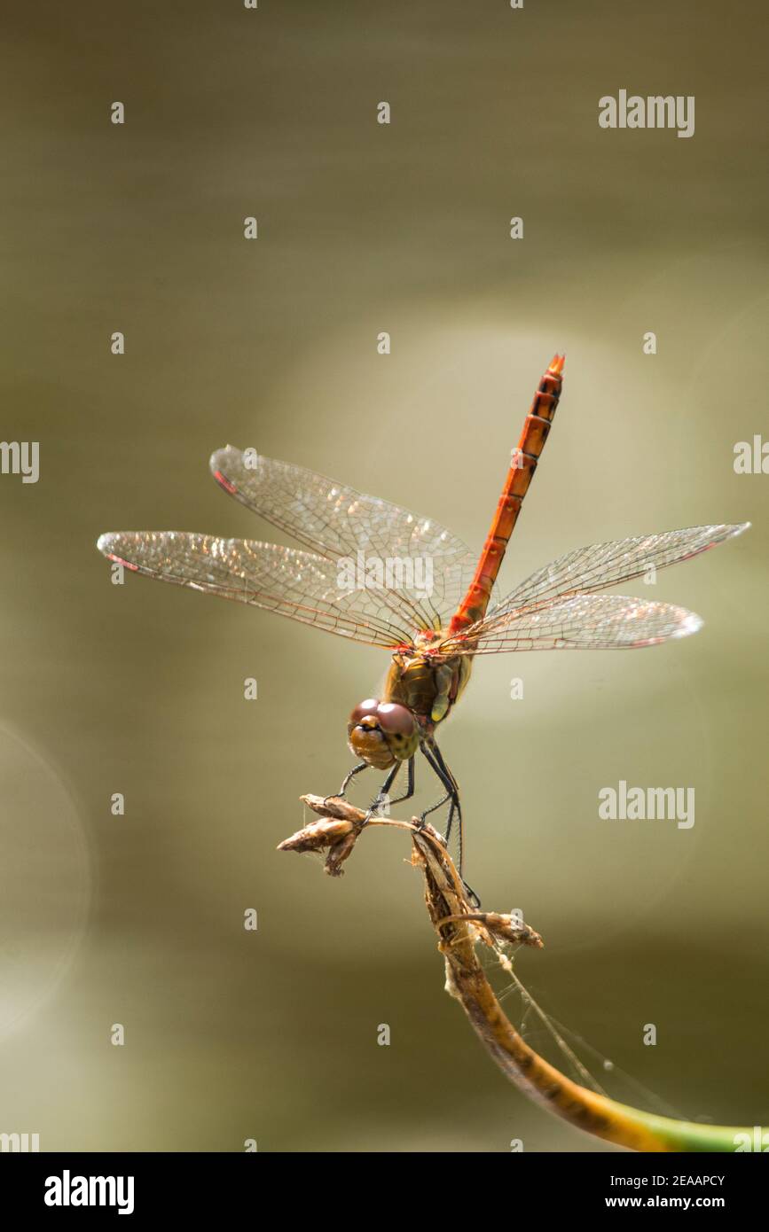Dragonfly swamp hi-res stock photography and images - Alamy