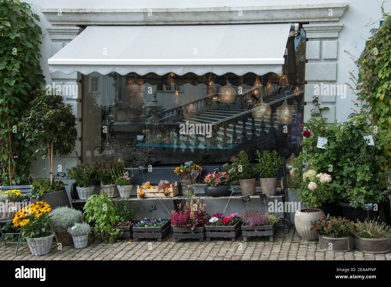 Blooms showcase hi-res stock photography and images - Alamy