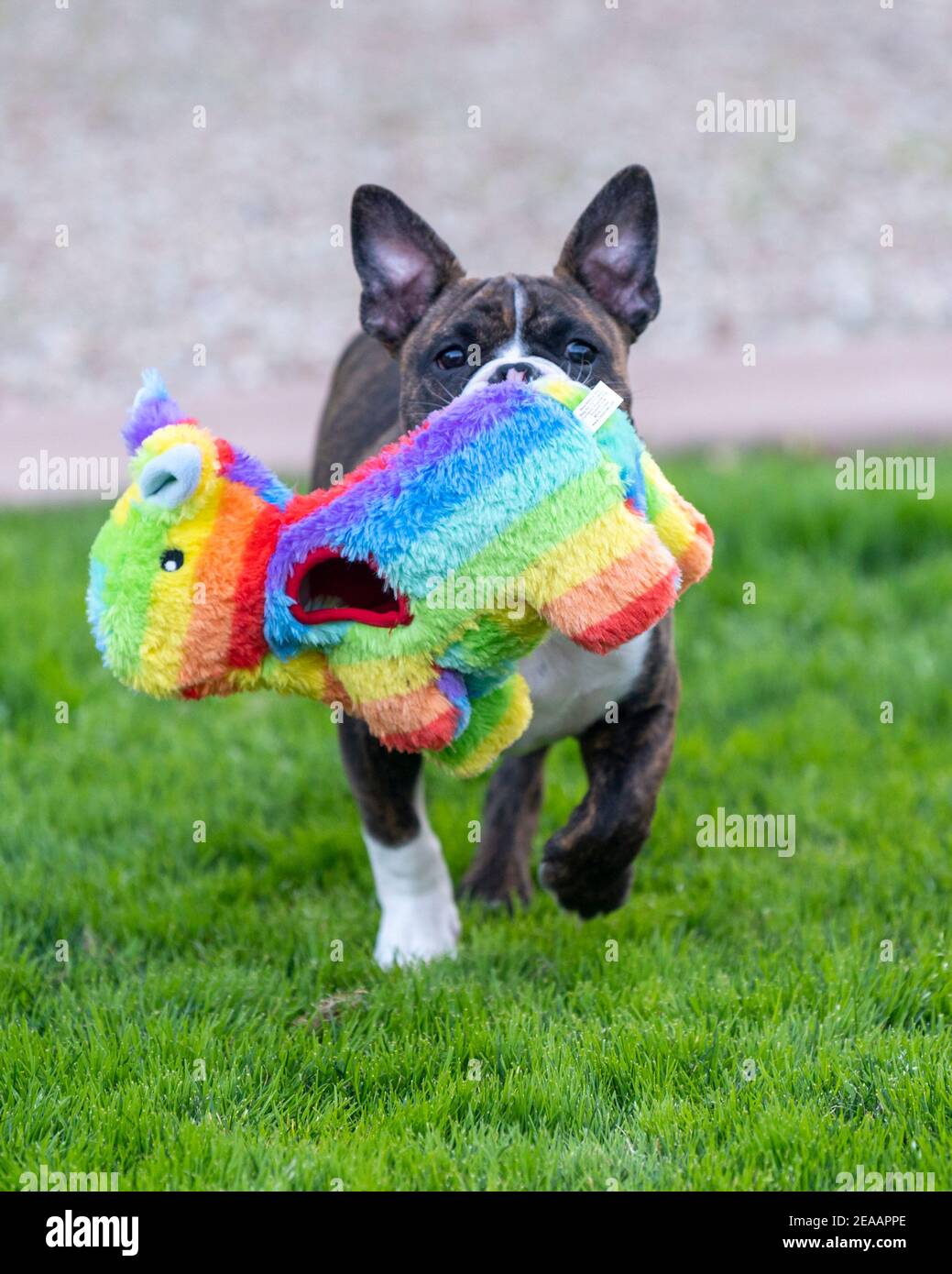 Rainbow puppy hi-res stock photography and images - Alamy