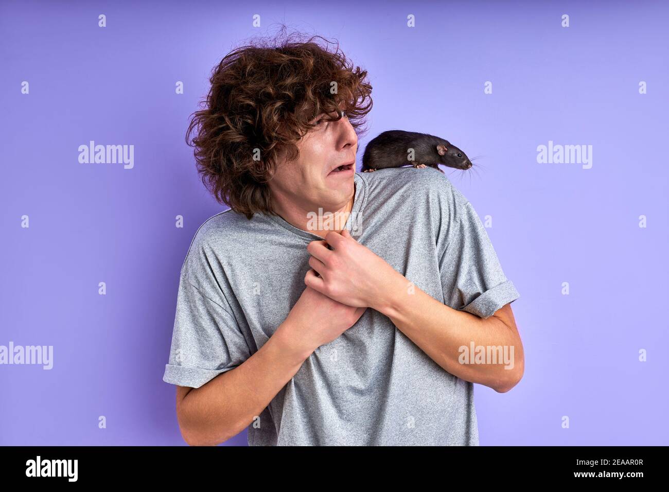 a curious gray rat crawling on a man's shoulders, scared and frightened ...