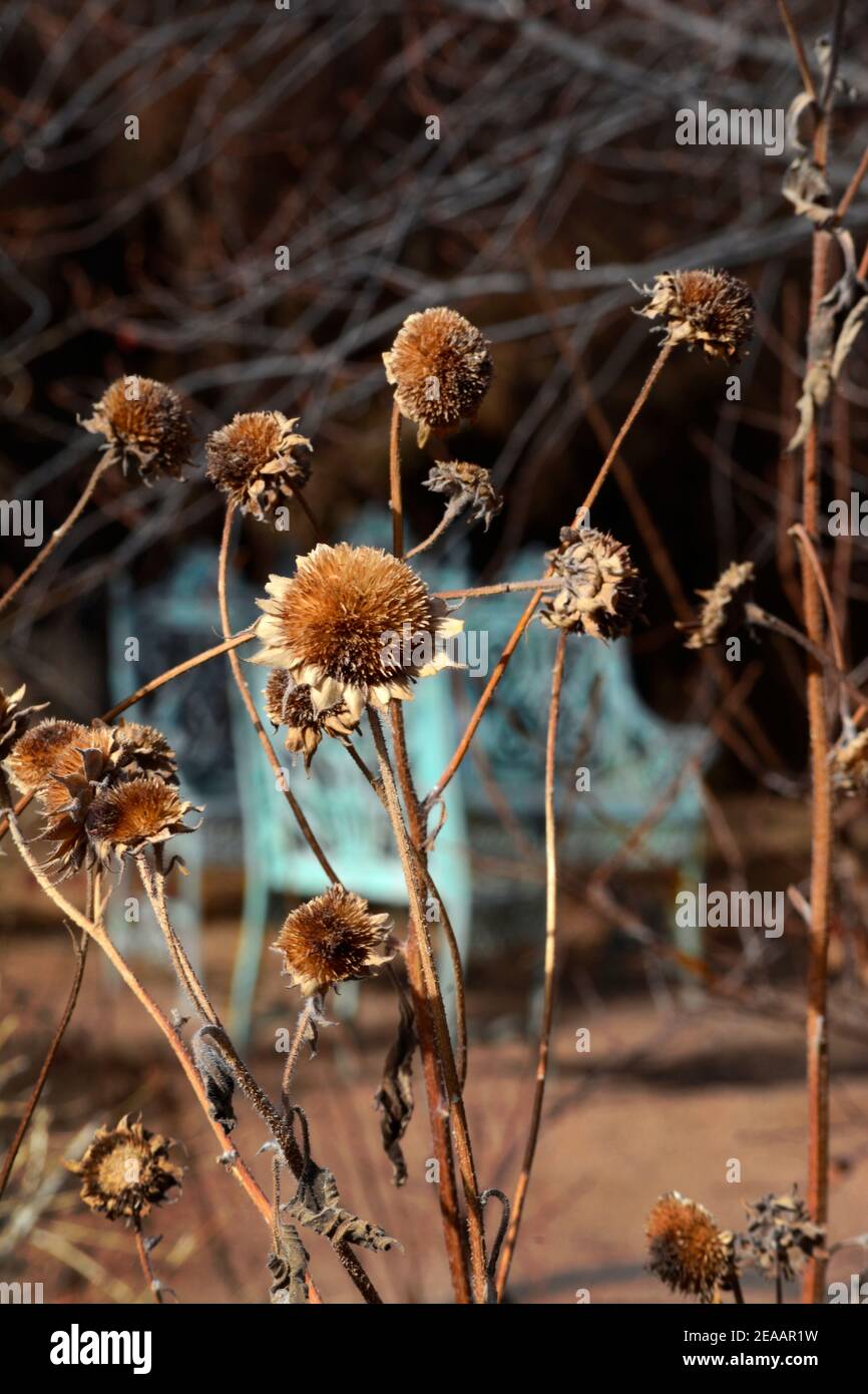 Sunflower decay hi-res stock photography and images - Alamy