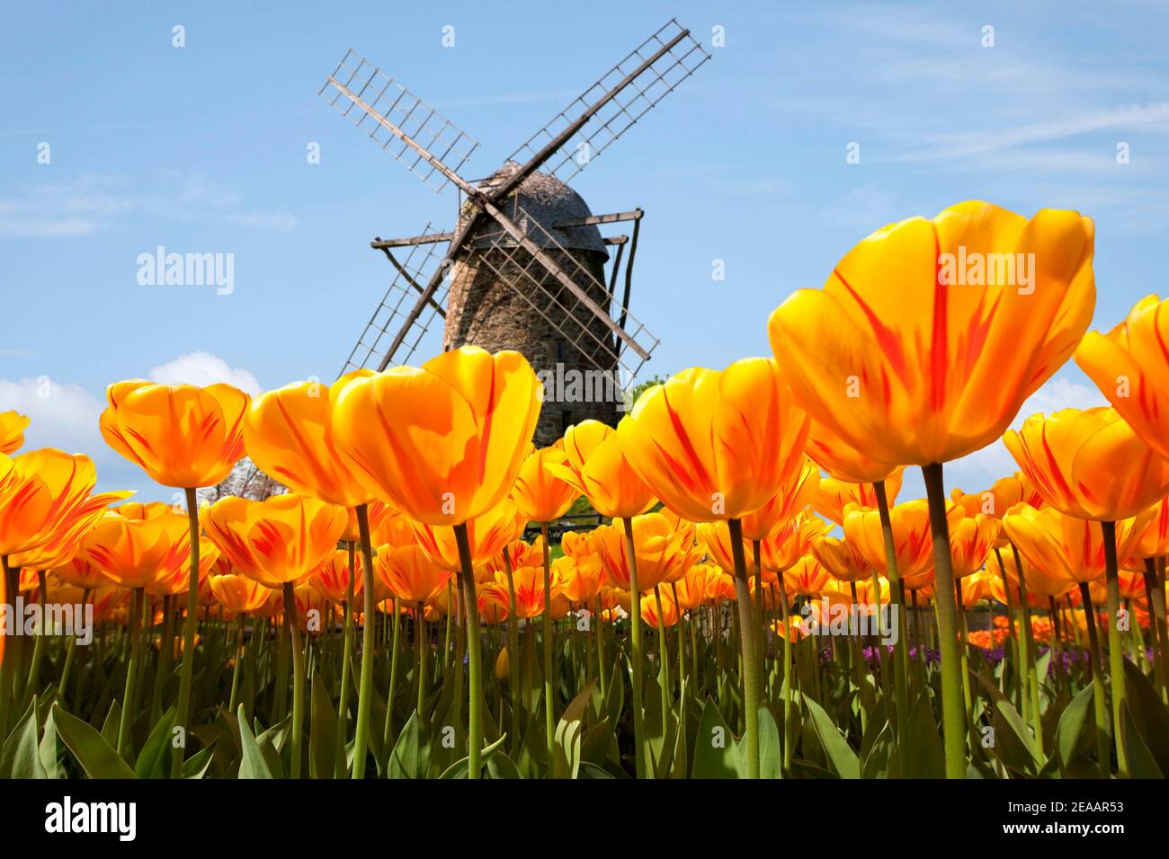View of traditional windmill with tulip field, South Holland ...