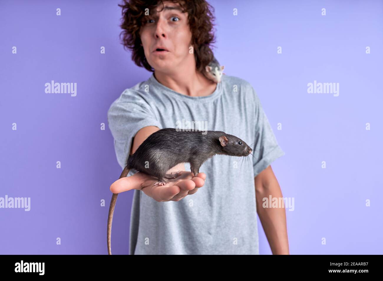 male stands with a gray rat in hands and other rat on shoulders ...