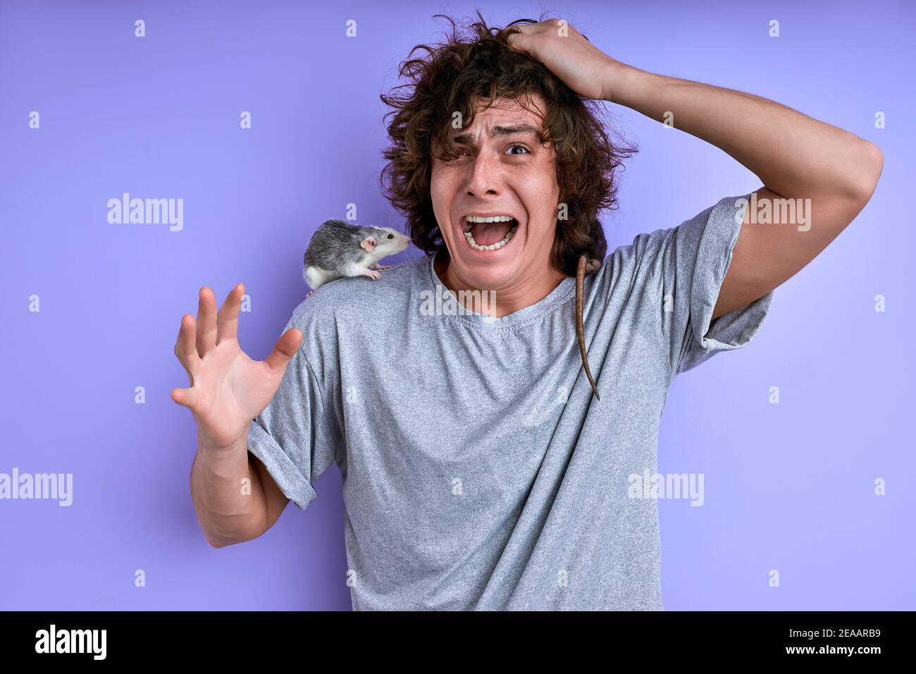Fearing rat hi-res stock photography and images - Alamy