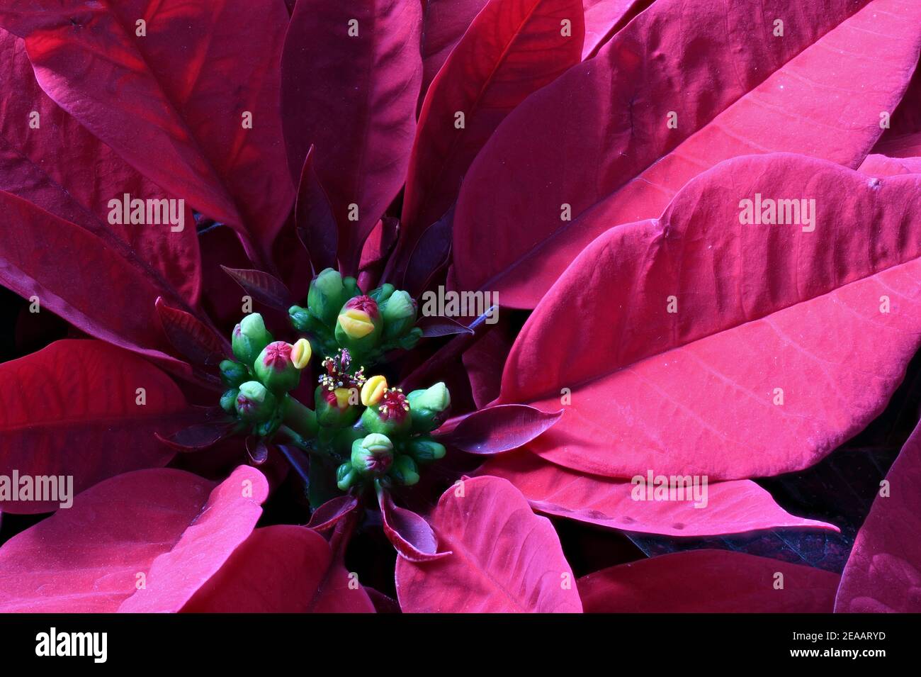 Red Poinsettia, originally from the tropical dry forests of Mexico and ...