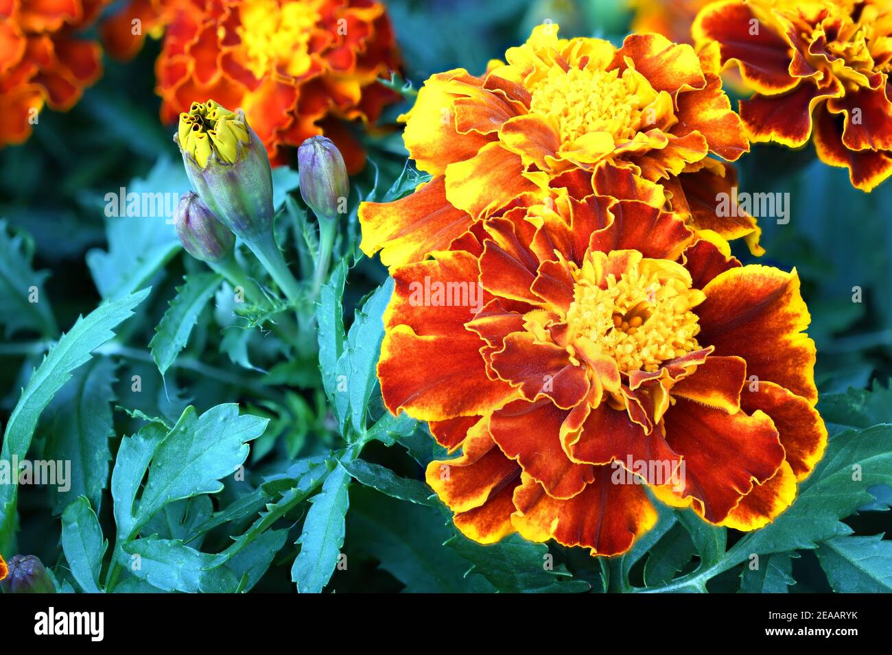 Orange and Yellow Carnation in full bloom at a botanical Garden in New ...