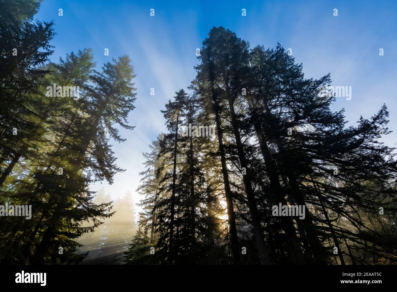 Douglas Fir, Pseudotsuga menziezii, forest at dawn in Silver Falls ...