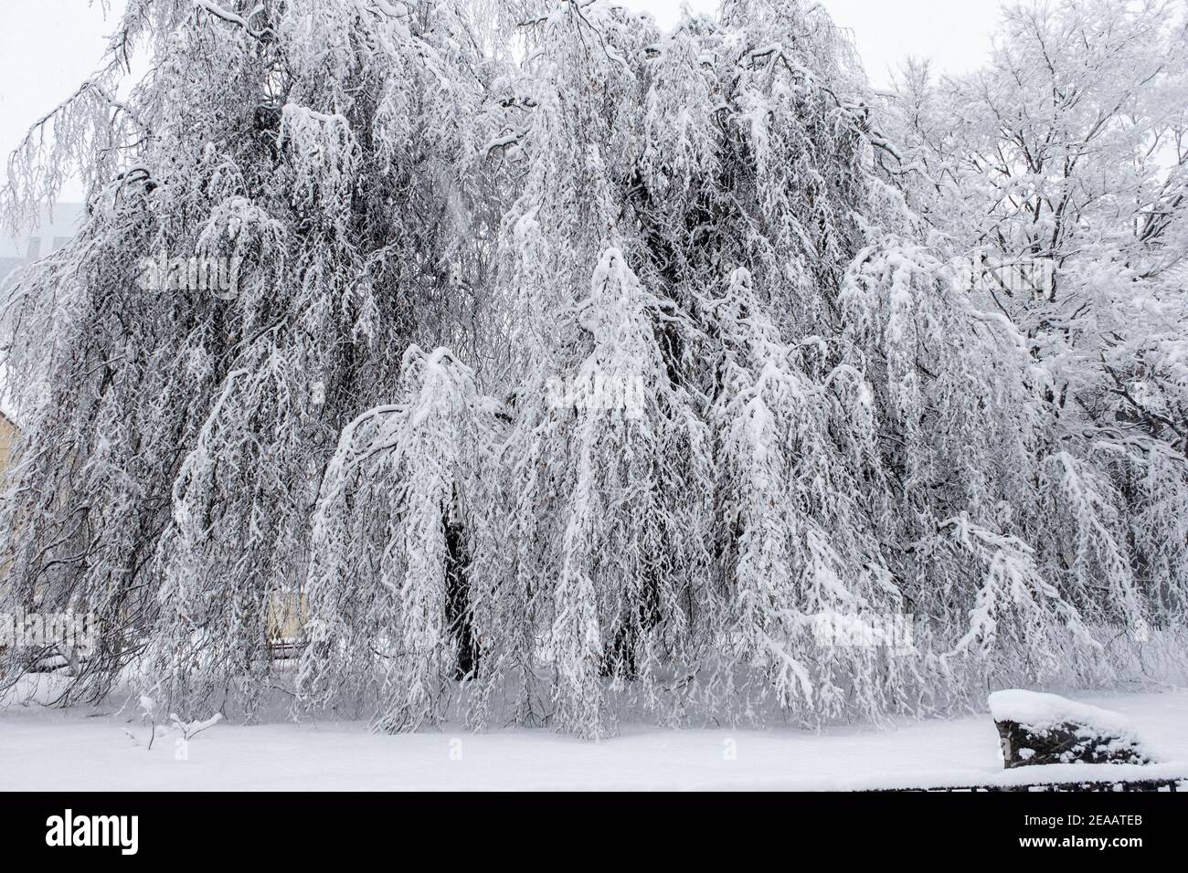 Willow covered in snow Stock Photo - Alamy