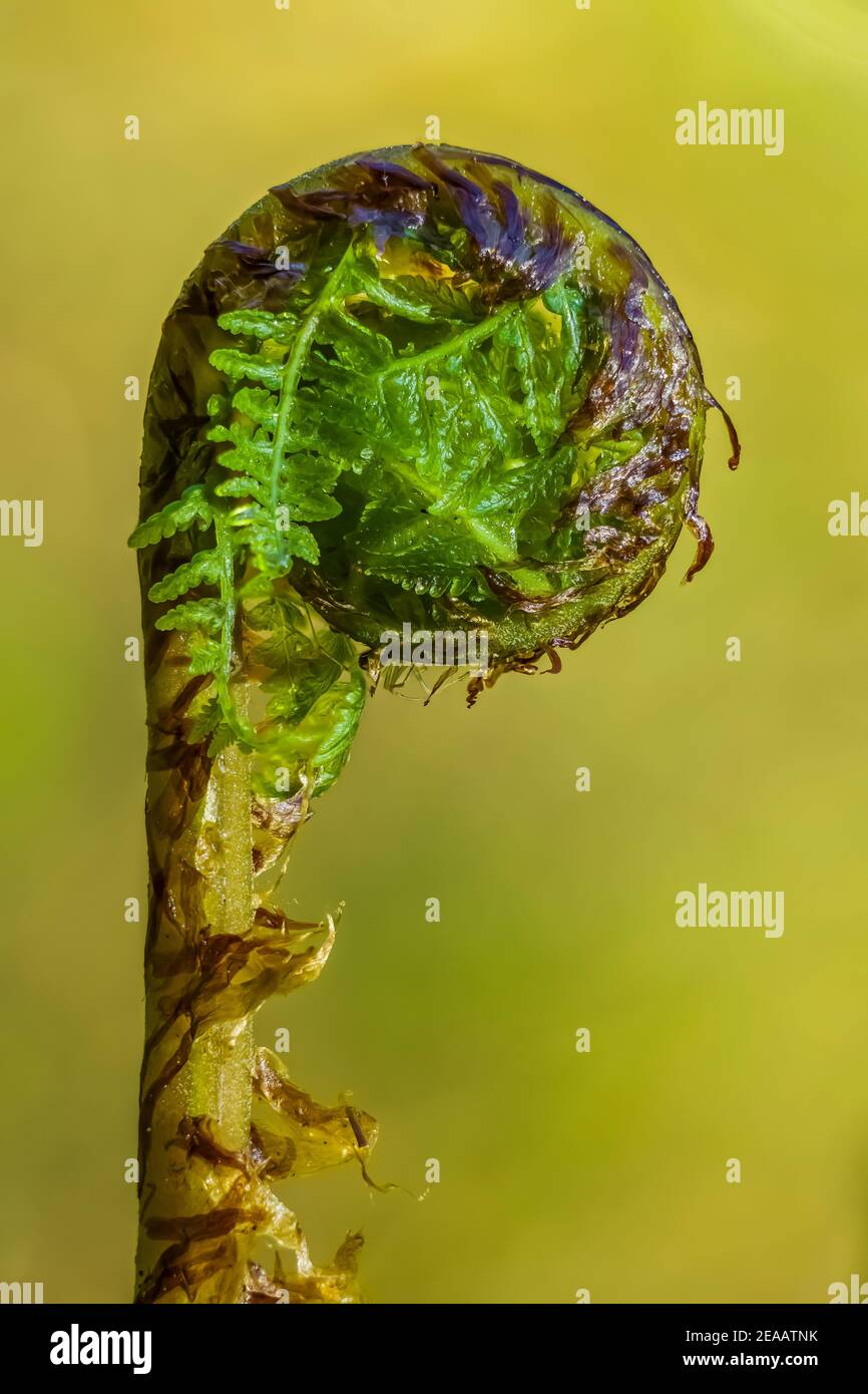 Unfurling silver fern hi-res stock photography and images - Alamy