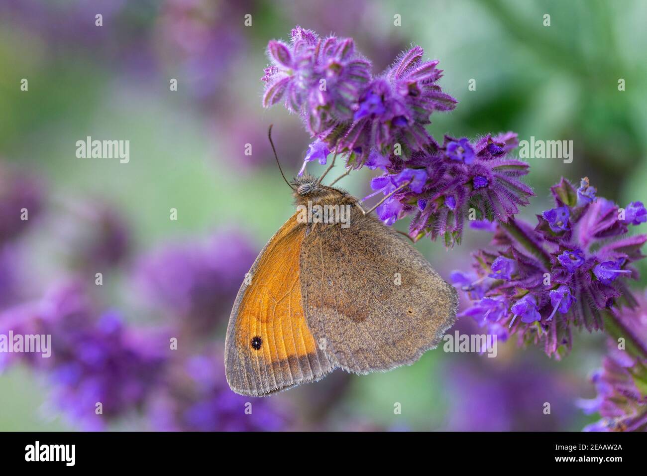 Meadow Brown (Maniola jurtina) Butterfly Stock Photo - Alamy