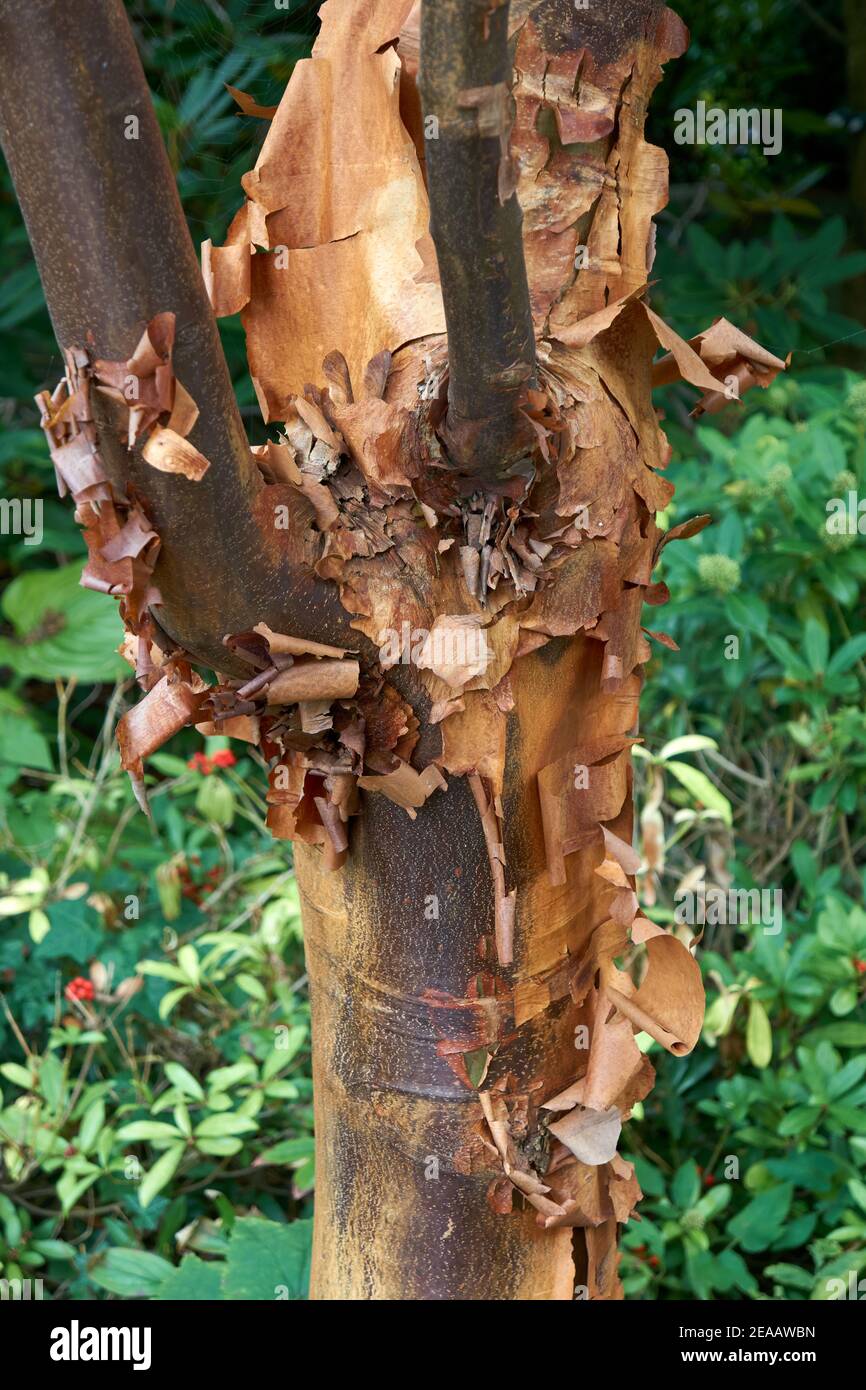 Peeling tree bark hi-res stock photography and images - Alamy