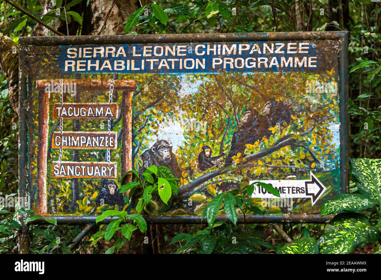 Near Freetown, chimpanzees are being prepared for the wild again ...
