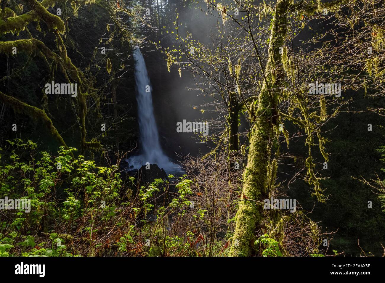South Falls plunging over a cliff in Silver Falls State Park, Oregon ...