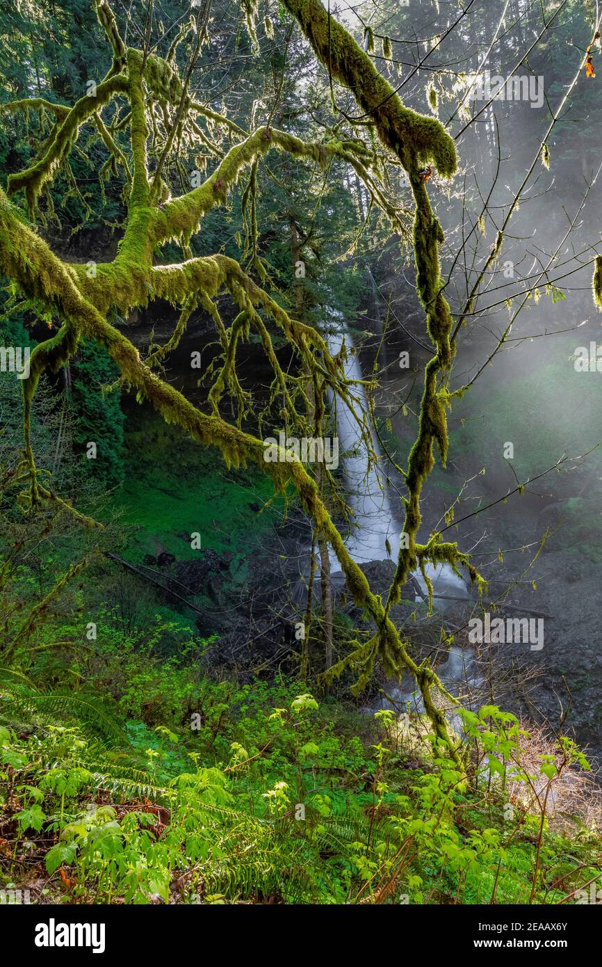 South Falls plunging over a cliff in Silver Falls State Park, Oregon ...