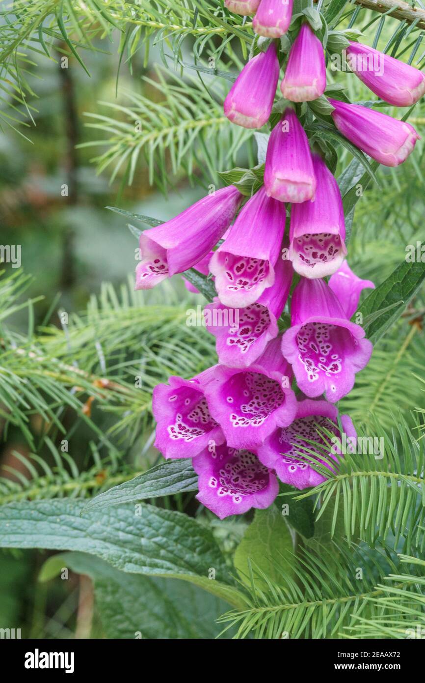 Thimble flower hi-res stock photography and images - Alamy