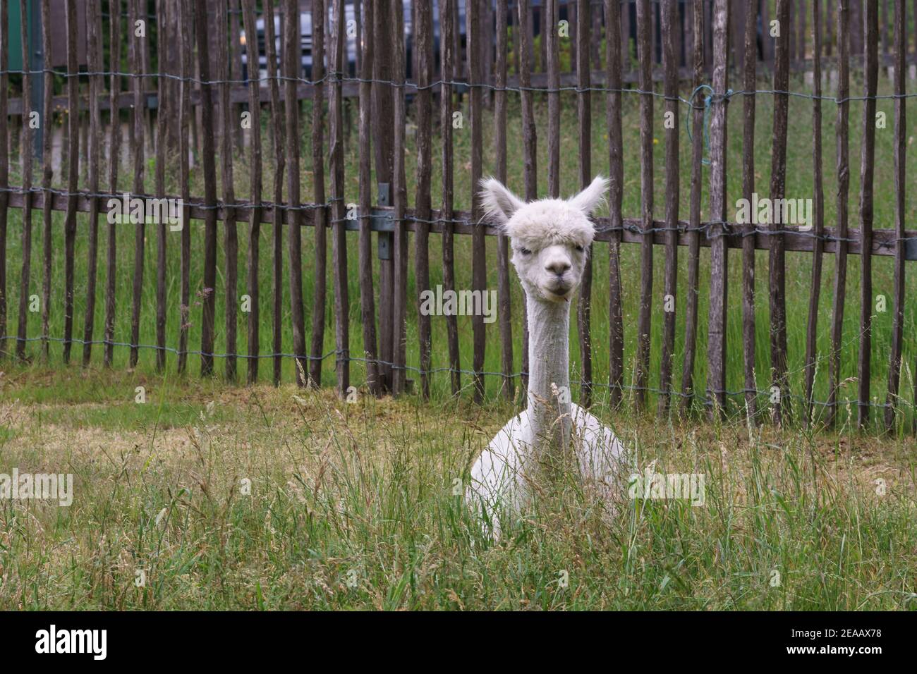 Beautiful young alpaca hi-res stock photography and images - Alamy