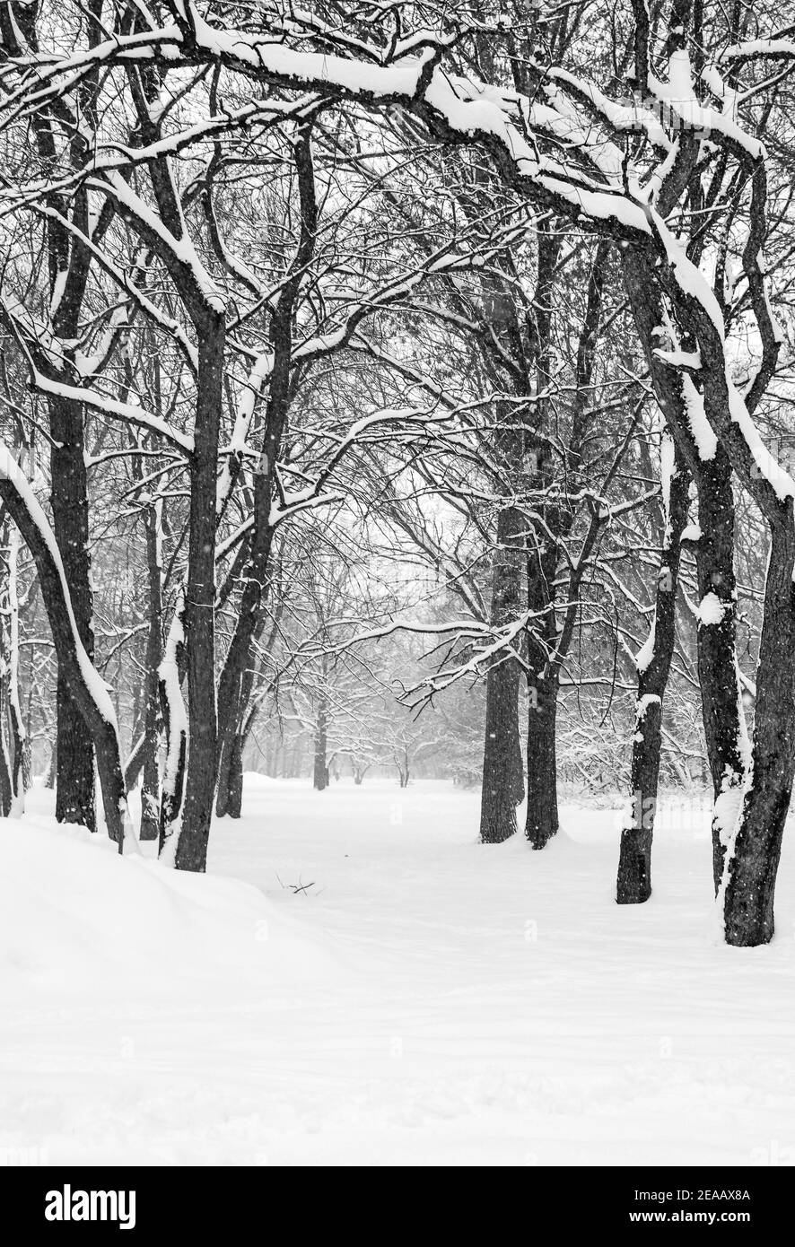 Snowstorm in winter forest pine Black and White Stock Photos & Images ...