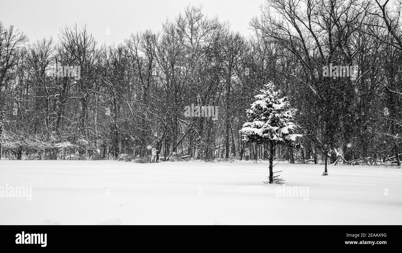 snow covered trees in the forest after snowstorm Stock Photo - Alamy