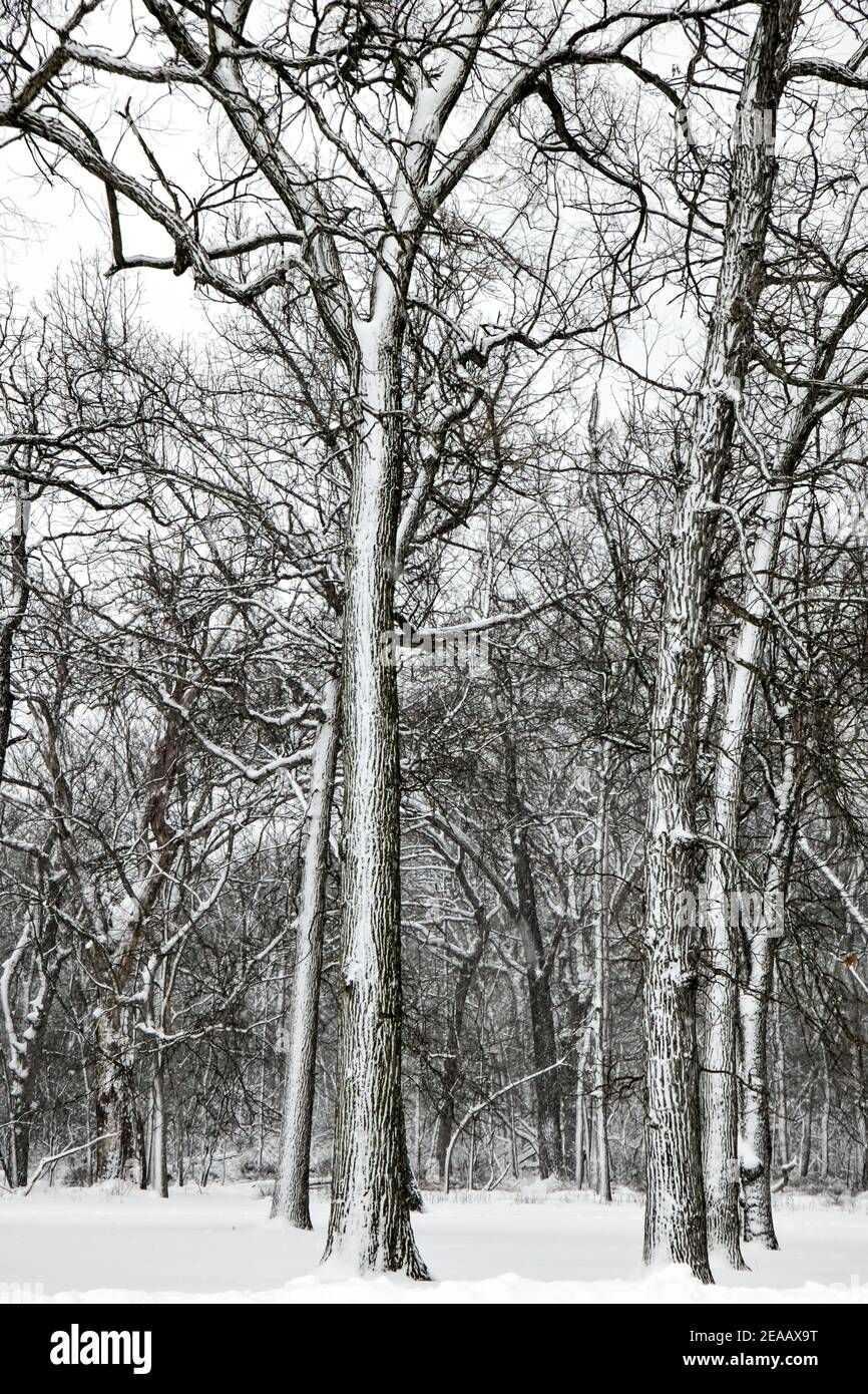 Trees in snowstorm hi-res stock photography and images - Alamy