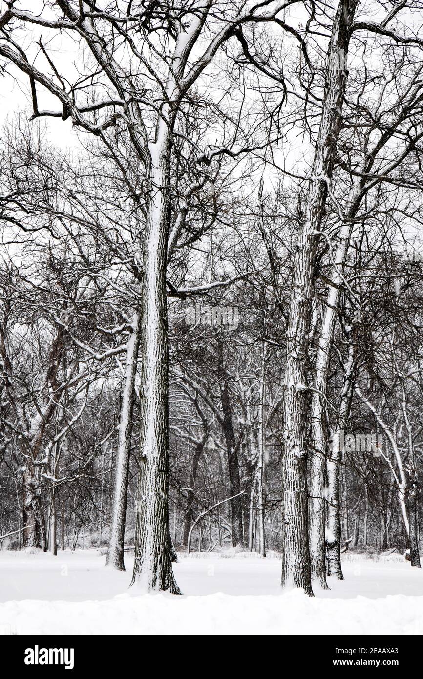 Snowstorm in forest snow covered hi-res stock photography and images ...