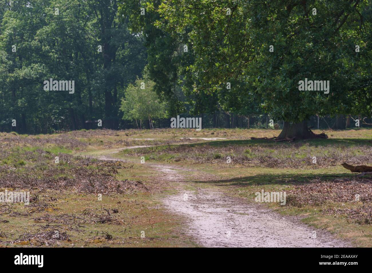 sandy dry hiking path through moor land in summer, Tecklenburger Land ...