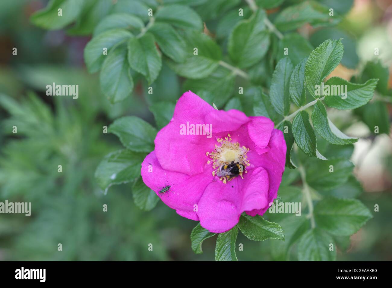 Fat bumble bee hi-res stock photography and images - Alamy