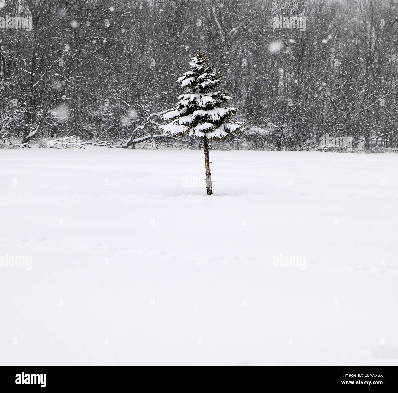 Snowstorm in forest snow covered hi-res stock photography and images ...