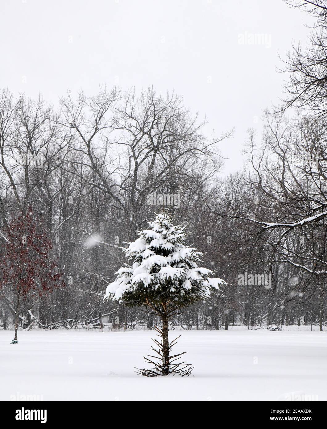 snow covered trees in the forest after snowstorm Stock Photo - Alamy