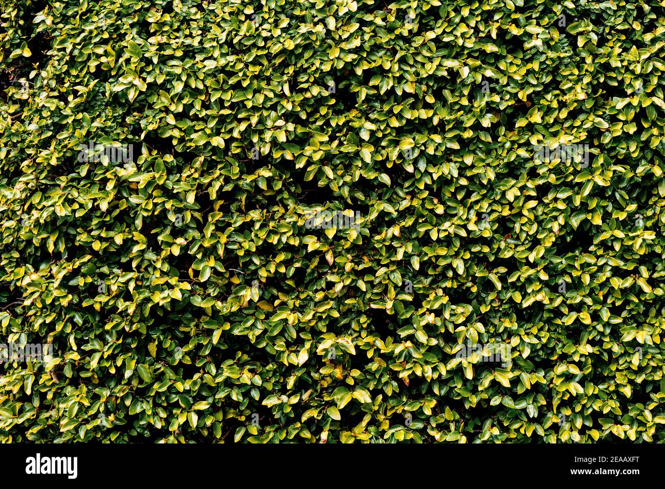 Lush green bush leaves hi-res stock photography and images - Alamy