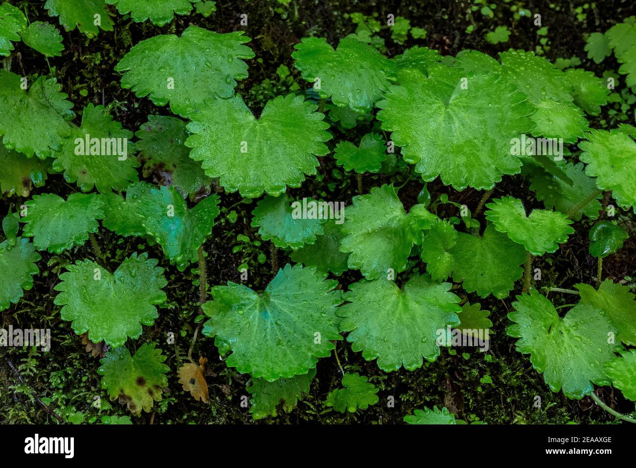 Micranthes odontoloma hi-res stock photography and images - Alamy