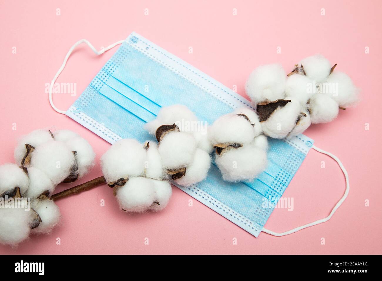 Cotton plant flower hi-res stock photography and images - Alamy