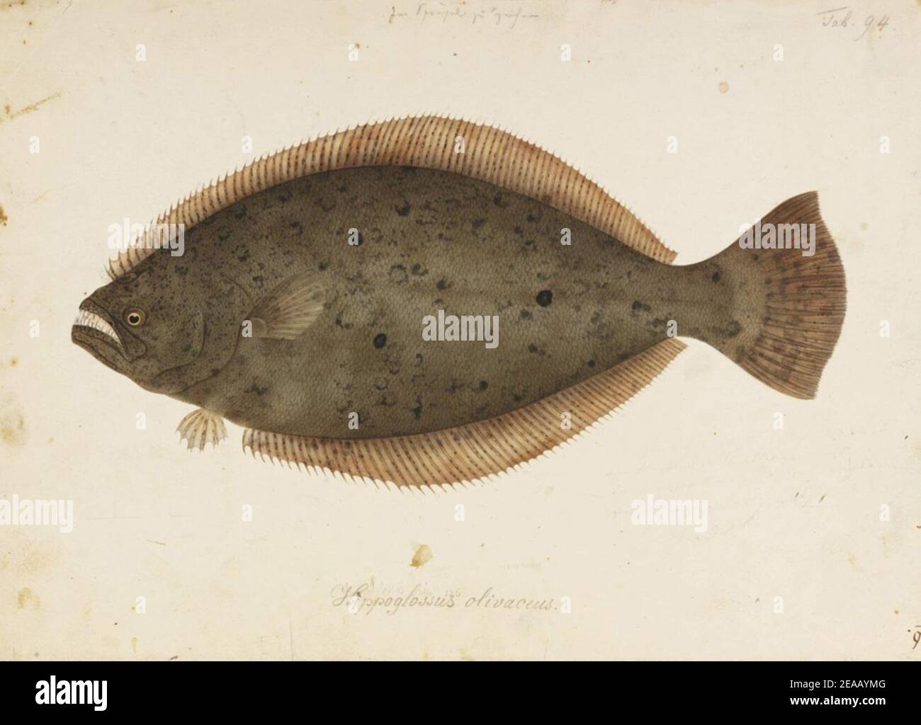 .91 - Paralichthys olivaceus (Temminck and Schlegel) - Kawahara Keiga ...