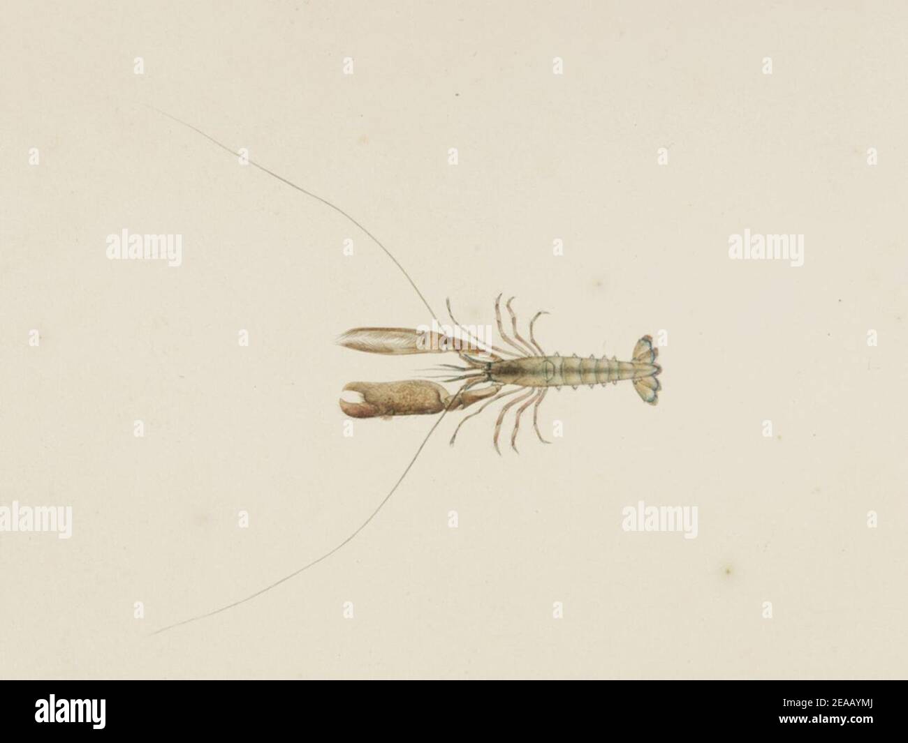 .59 - Alpheus brevicristatus - Kawahara Keiga - 1823 - 1829 - pencil ...