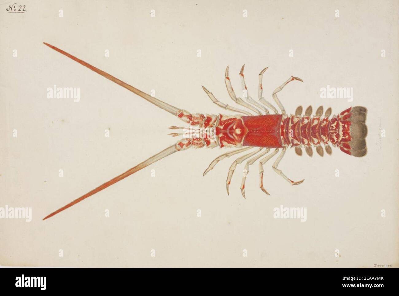 .66 - Linuparus trigonus - Kawahara Keiga - 1823 - 1829 - pencil ...