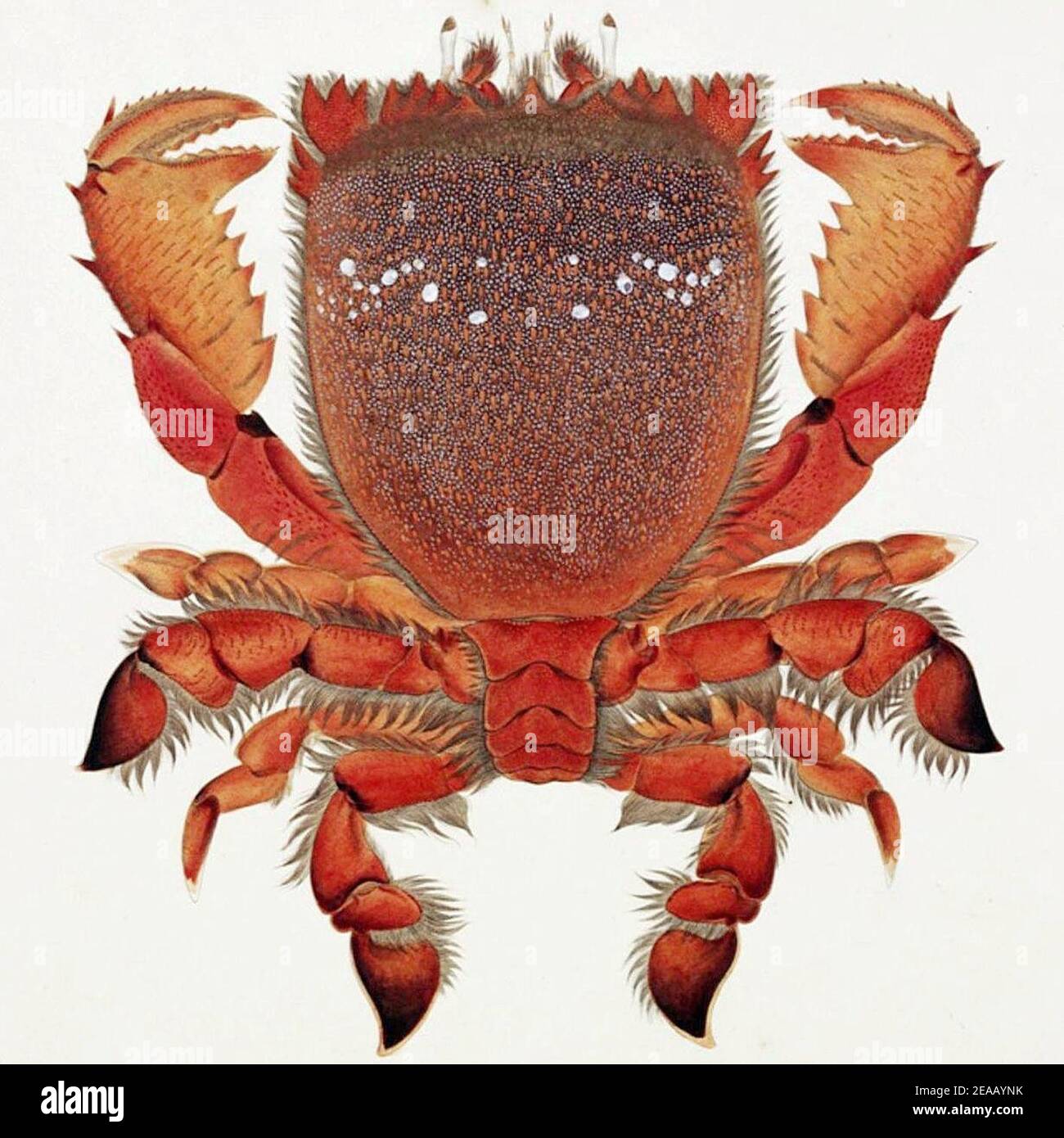 .97 - Ranina ranina - Kawahara Keiga - 1823 - 1829 - pencil drawing ...