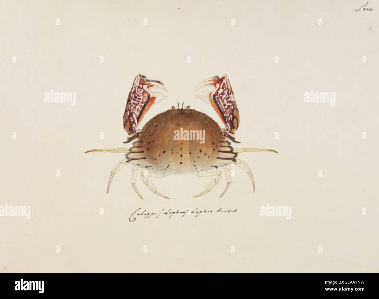 .65 - Calappa lophos - Kawahara Keiga - 1823 - 1829 - pencil drawing ...