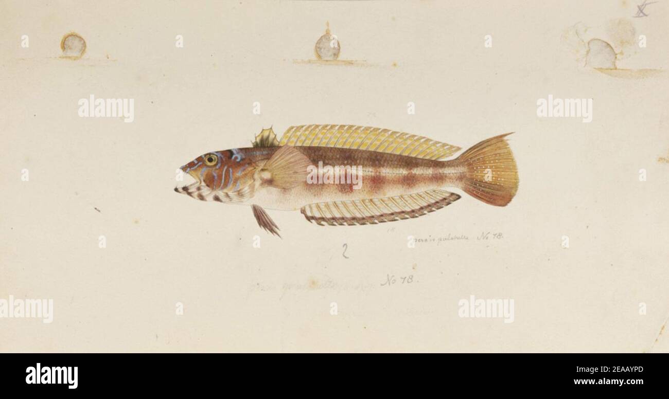.151 - Parapercis pulchella (Temminck and Schlegel) - Kawahara Keiga ...