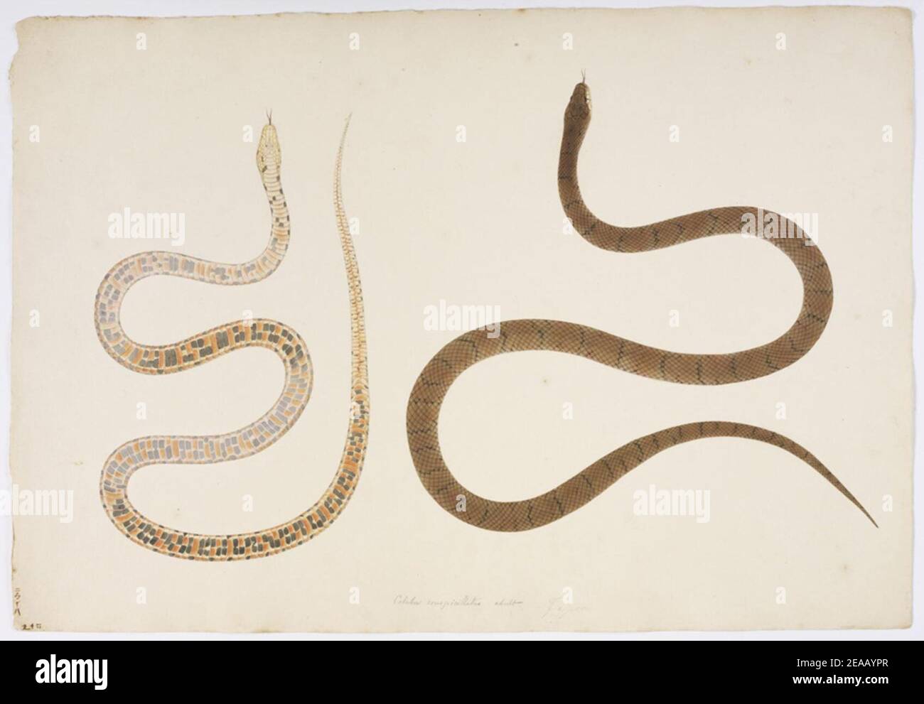 .128 - Elaphe conspicillata - Kawahara Keiga - 1823 - 1829 - pencil ...