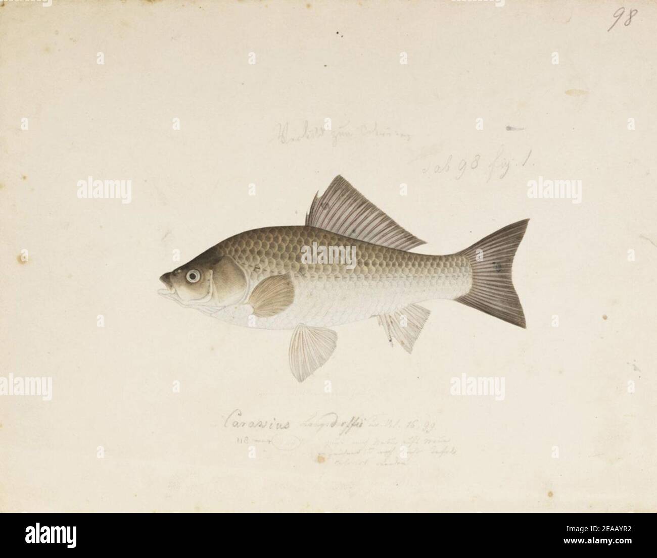 .131 - Carassius auratus langsdorfii Temminck and Schlegel - Kawahara ...