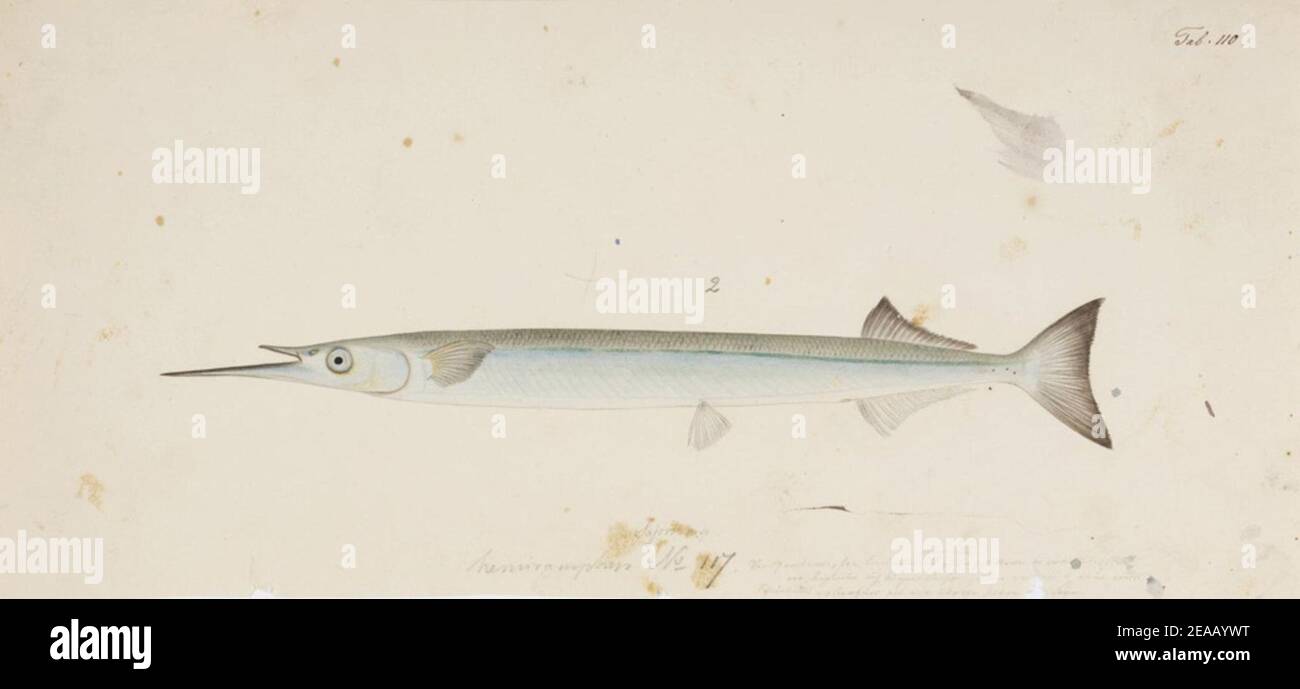 .154 - Hyporhamphus sajori Temminck and Schlegel - Kawahara Keiga ...